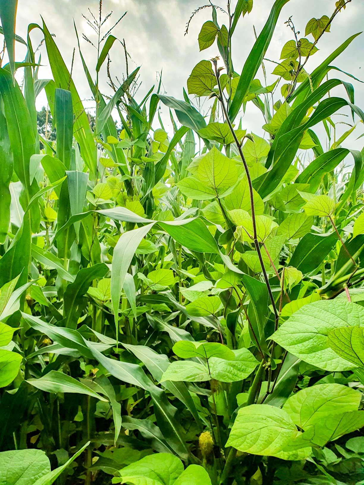 Les avantages de l'association Maïs / Lablab - Axone